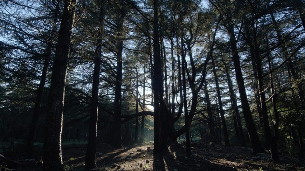 Photographer - Anthony Chene