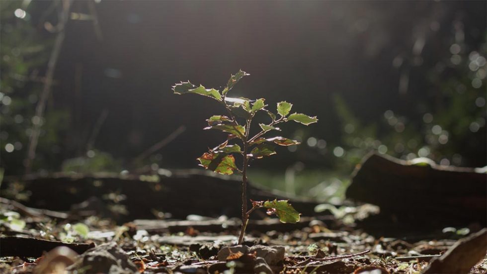 Photographer - Anthony Chene